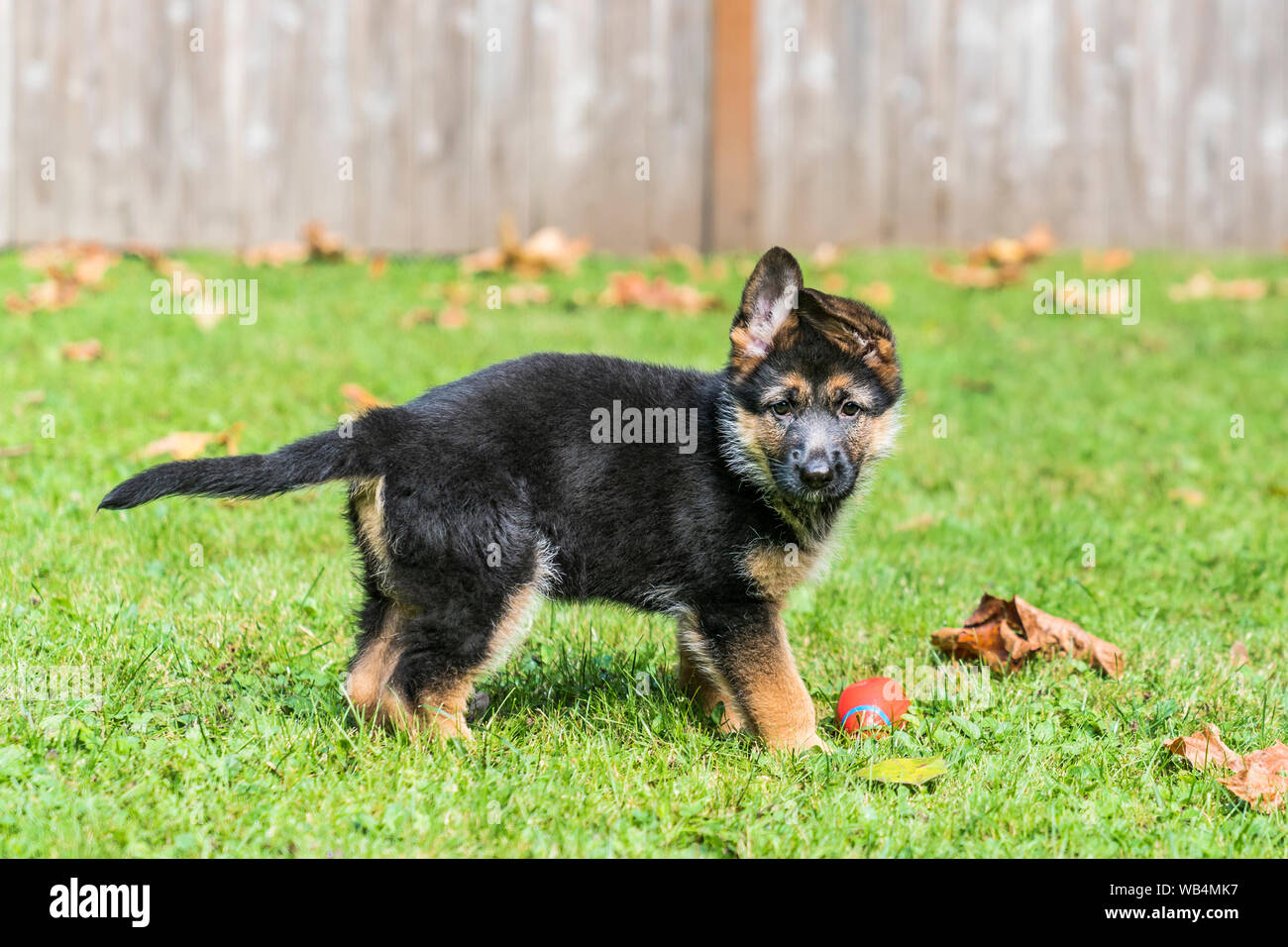 German Shepherd puppy guarding her ball in the back yard Stock Photo ...