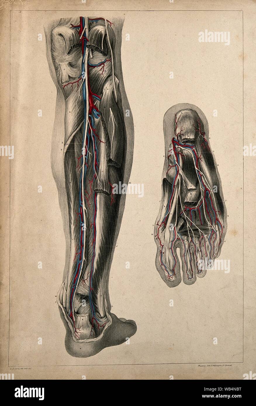 Blood vessels of lower limb hi-res stock photography and images - Alamy