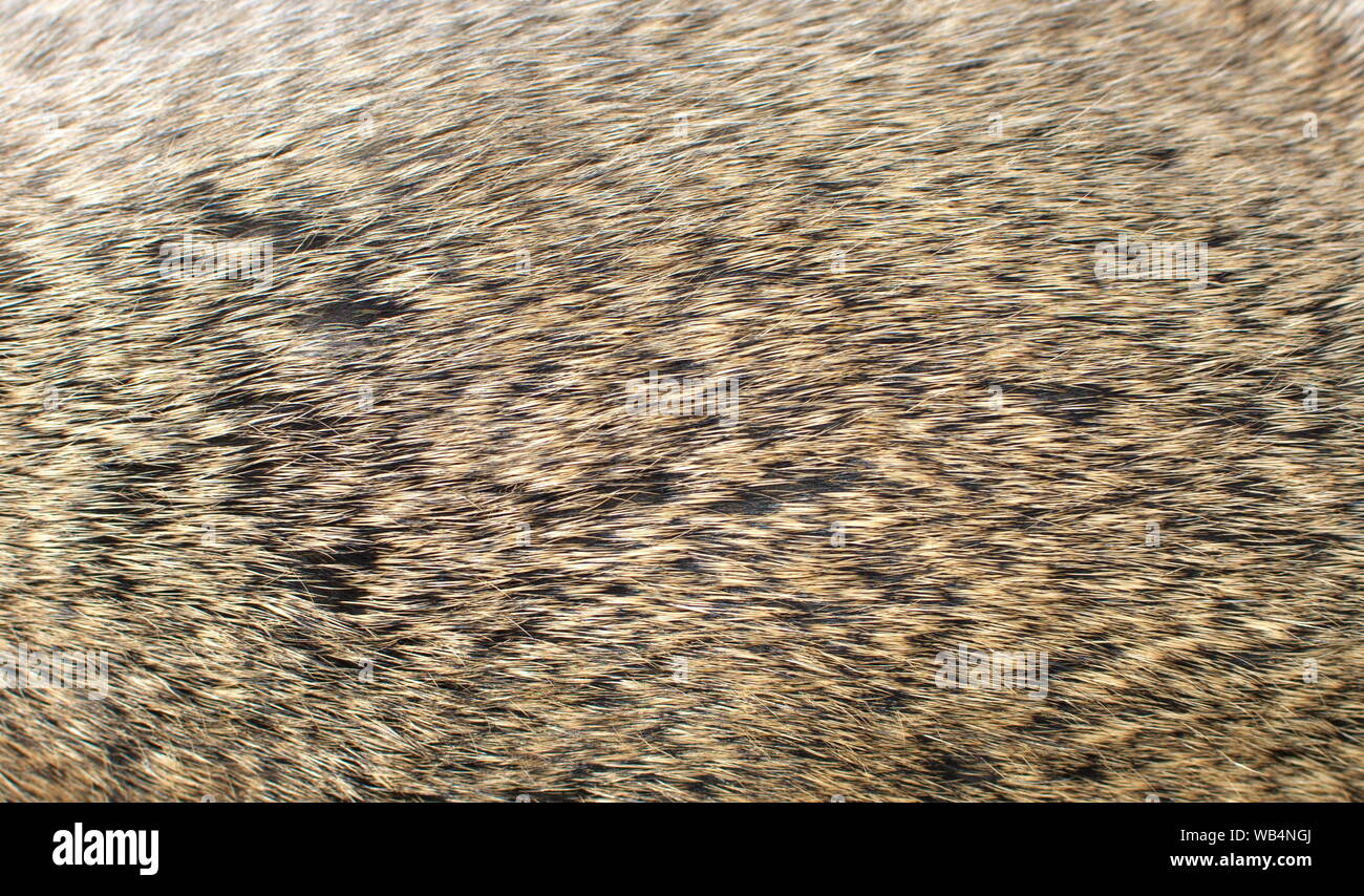 Dark grey rabbit fur hi-res stock photography and images - Alamy