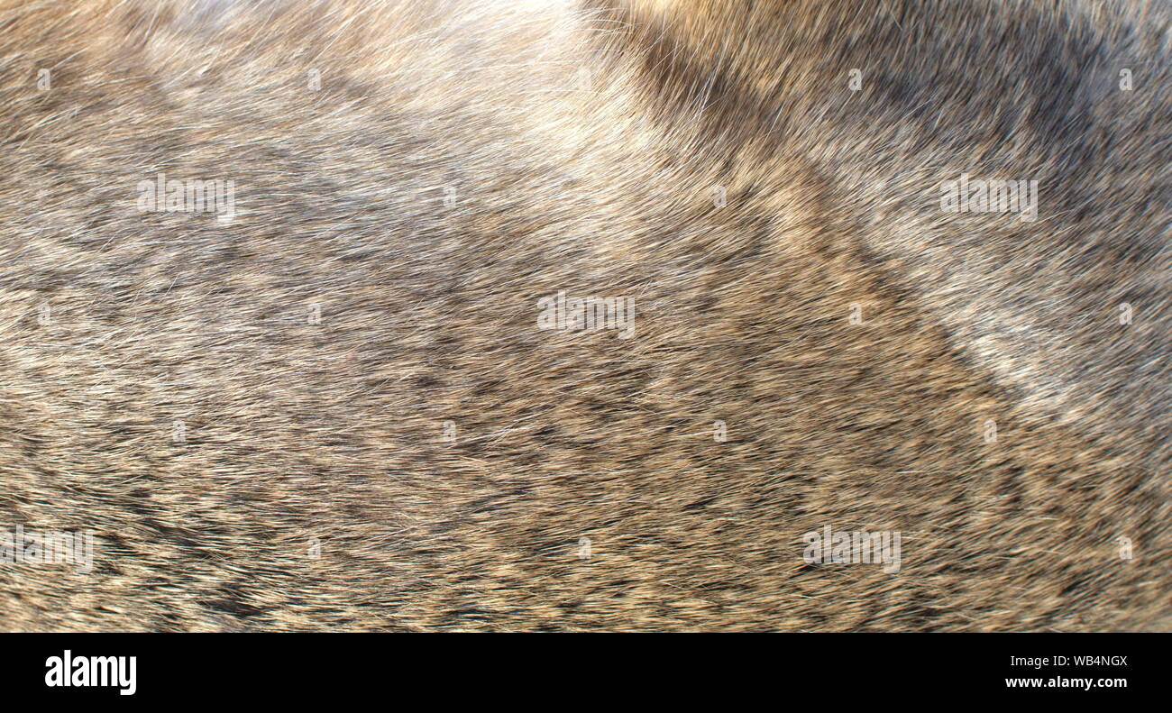 rabbit fur as background Stock Photo - Alamy
