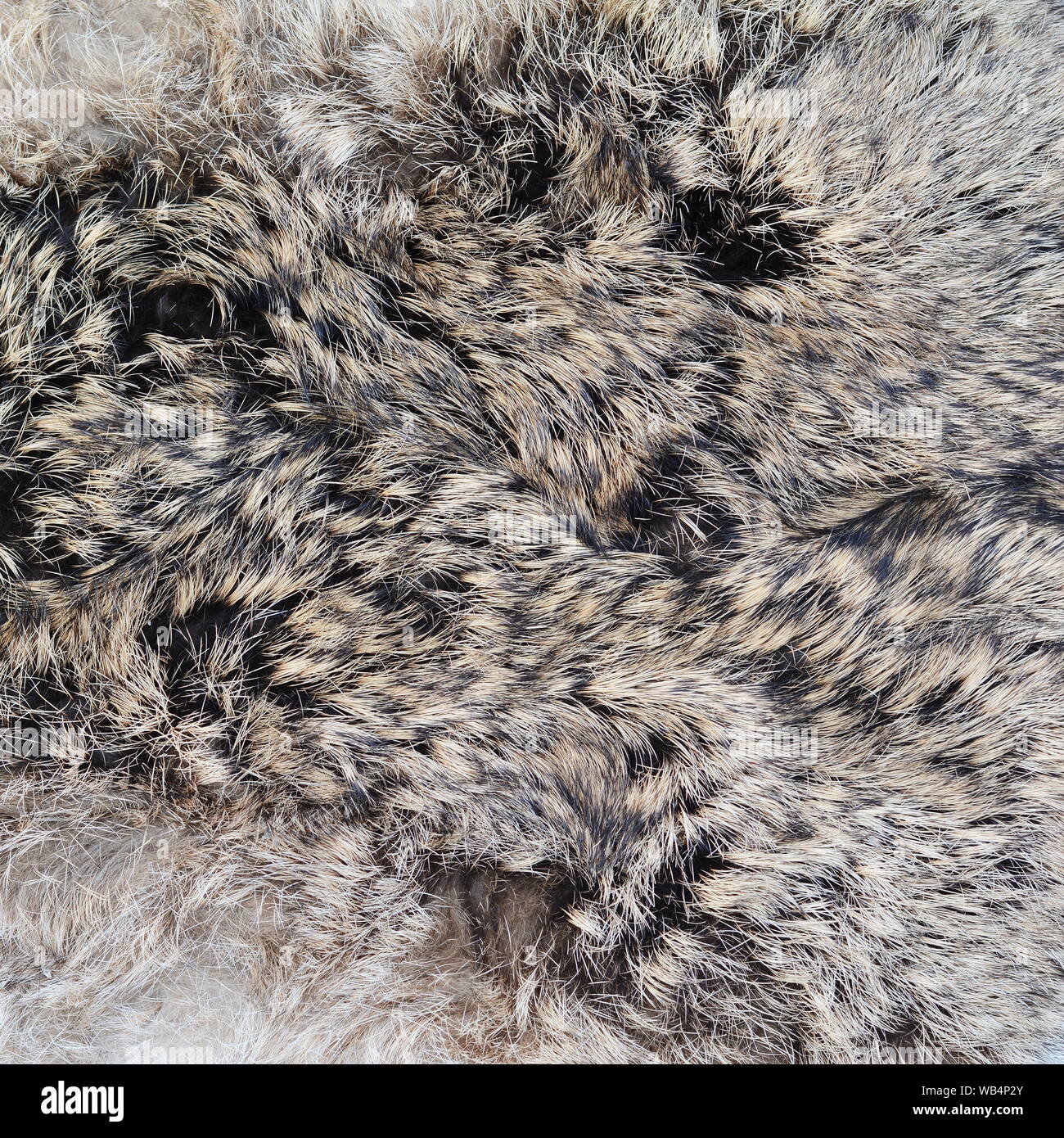 Dark grey rabbit fur hi-res stock photography and images - Alamy