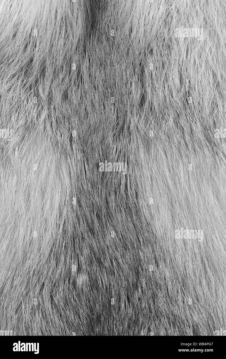 Background - texture of fur Stock Photo - Alamy