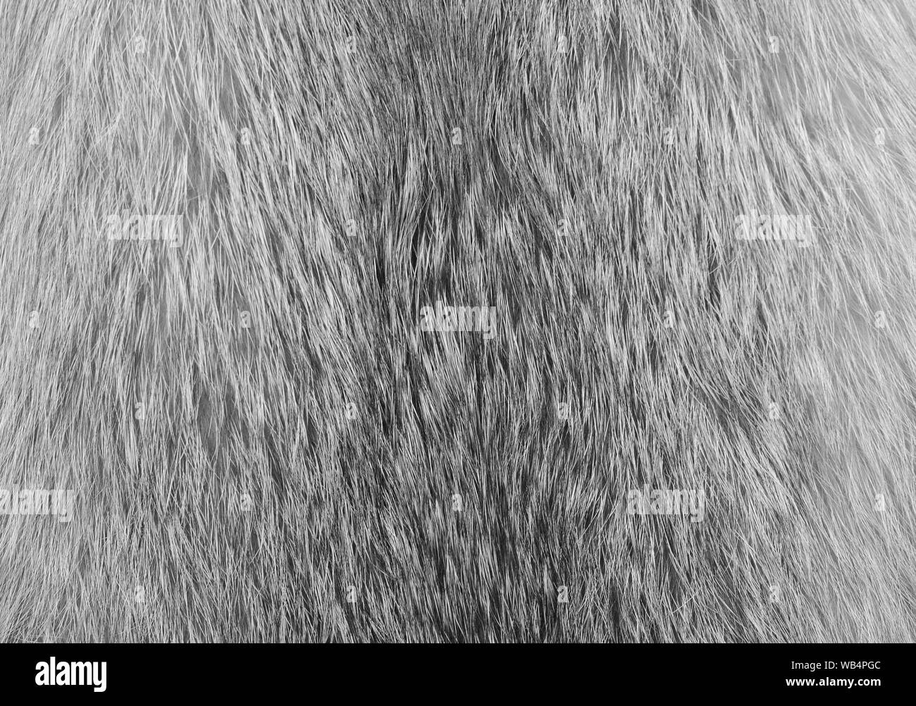 Background - texture of fur Stock Photo - Alamy