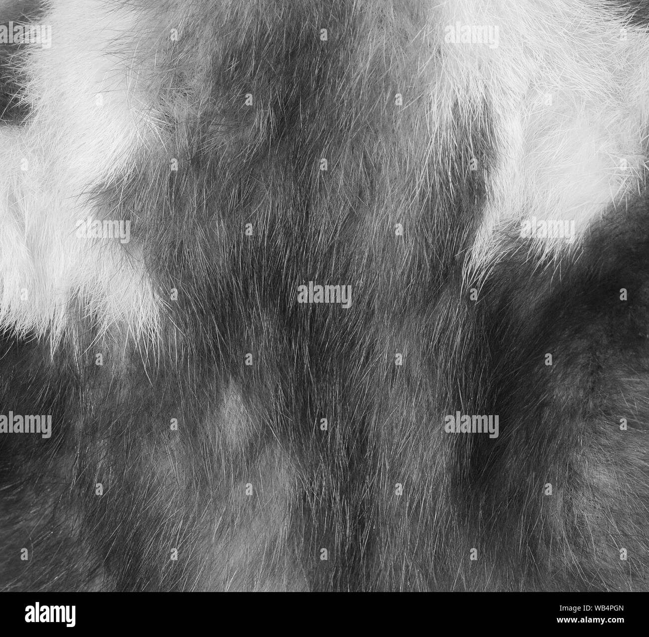 Background - texture of fur Stock Photo - Alamy