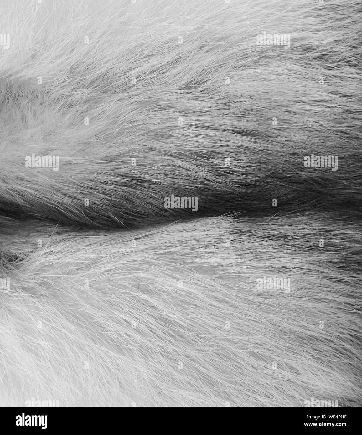 Background - texture of fur Stock Photo - Alamy