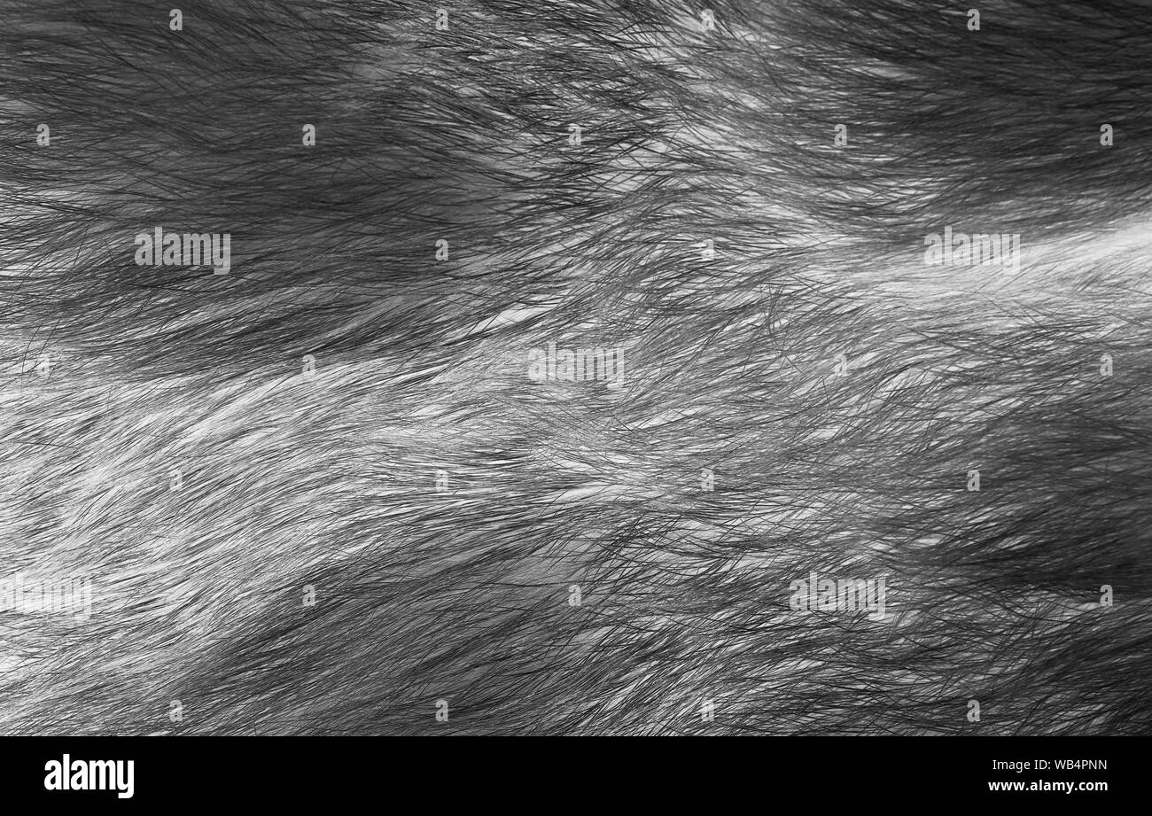 Background - texture of fur Stock Photo - Alamy