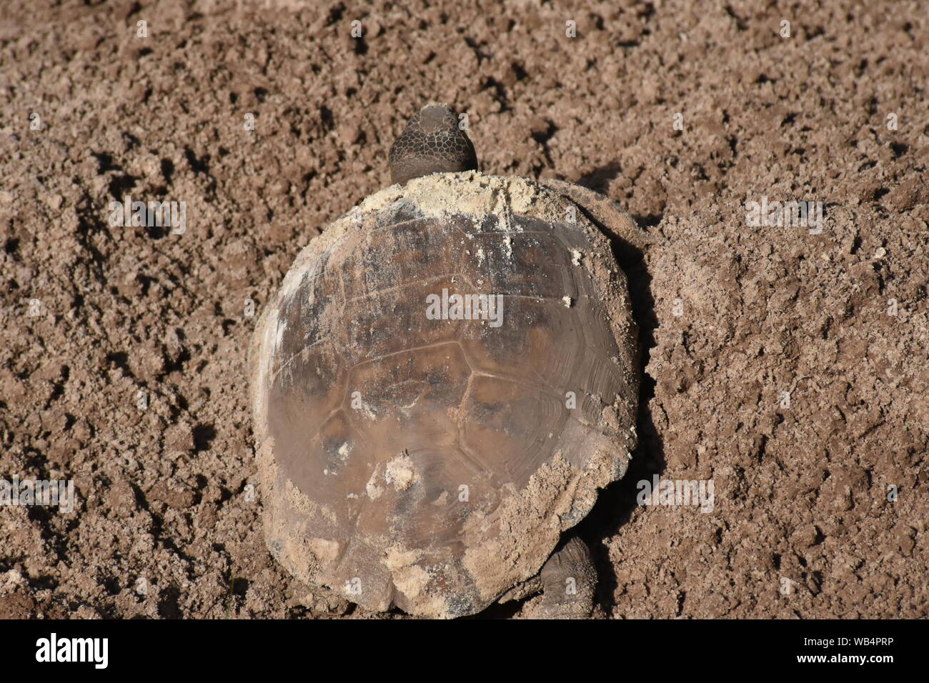 This wildlife photo of a Wild Gopher Tortoise was taken after it moved ...