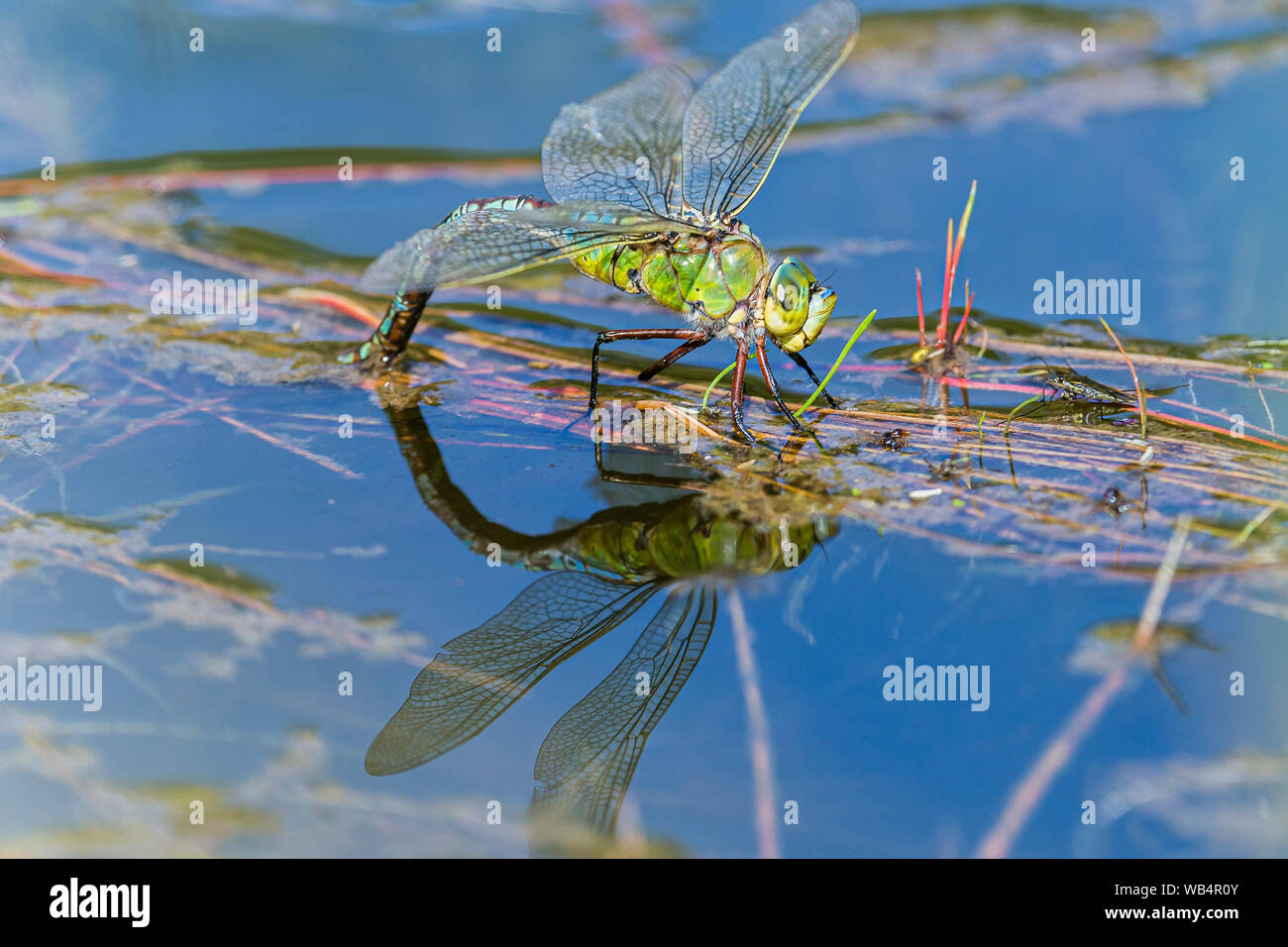 Female emperor dragonfly laying eggs in mid Wales summer sunshine Stock ...