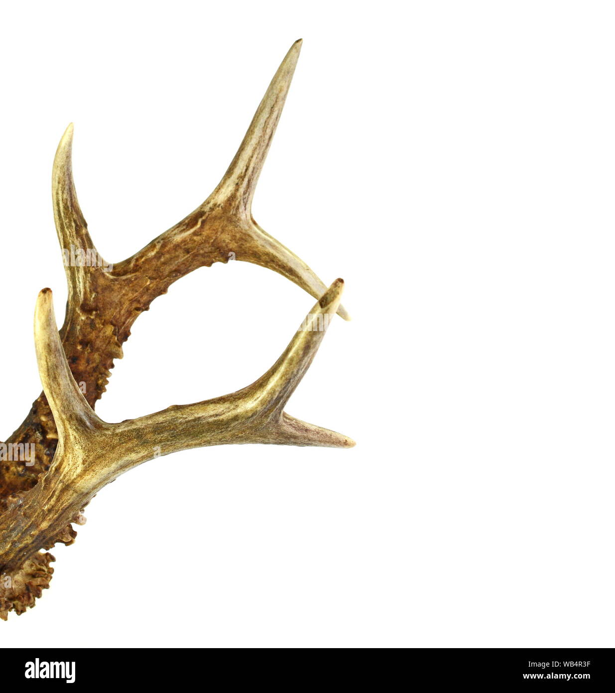 The European roe deer Capreolus capreolus antlers isolated on white ...