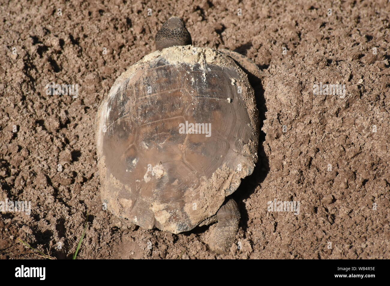 This wildlife photo of a Wild Gopher Tortoise was taken after it moved ...
