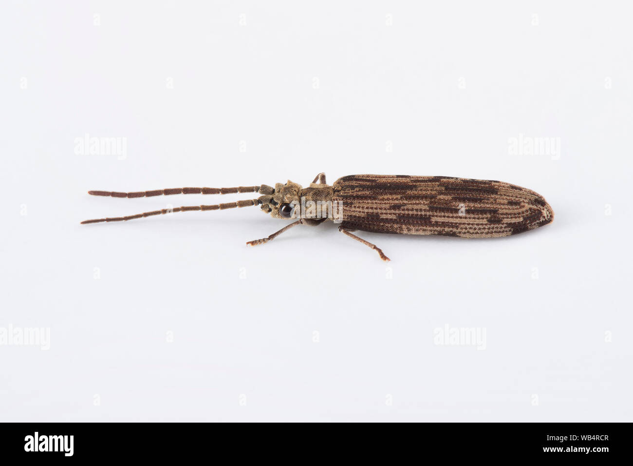 Side View of a Reticulated Beetle on white Stock Photo - Alamy