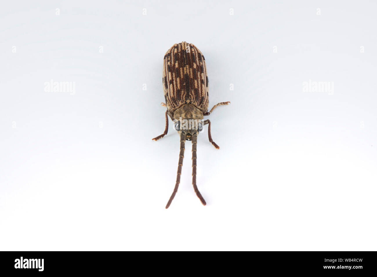 Front View of a Reticulated Beetle on white Stock Photo - Alamy