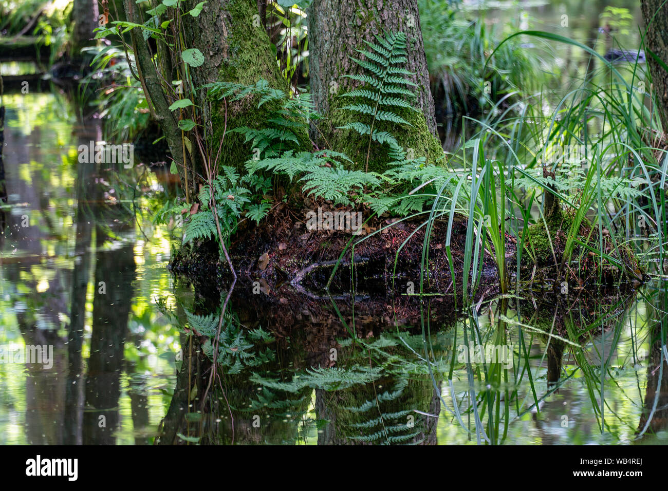 Trees standing in water in a german swamp area - Briesetal north of ...