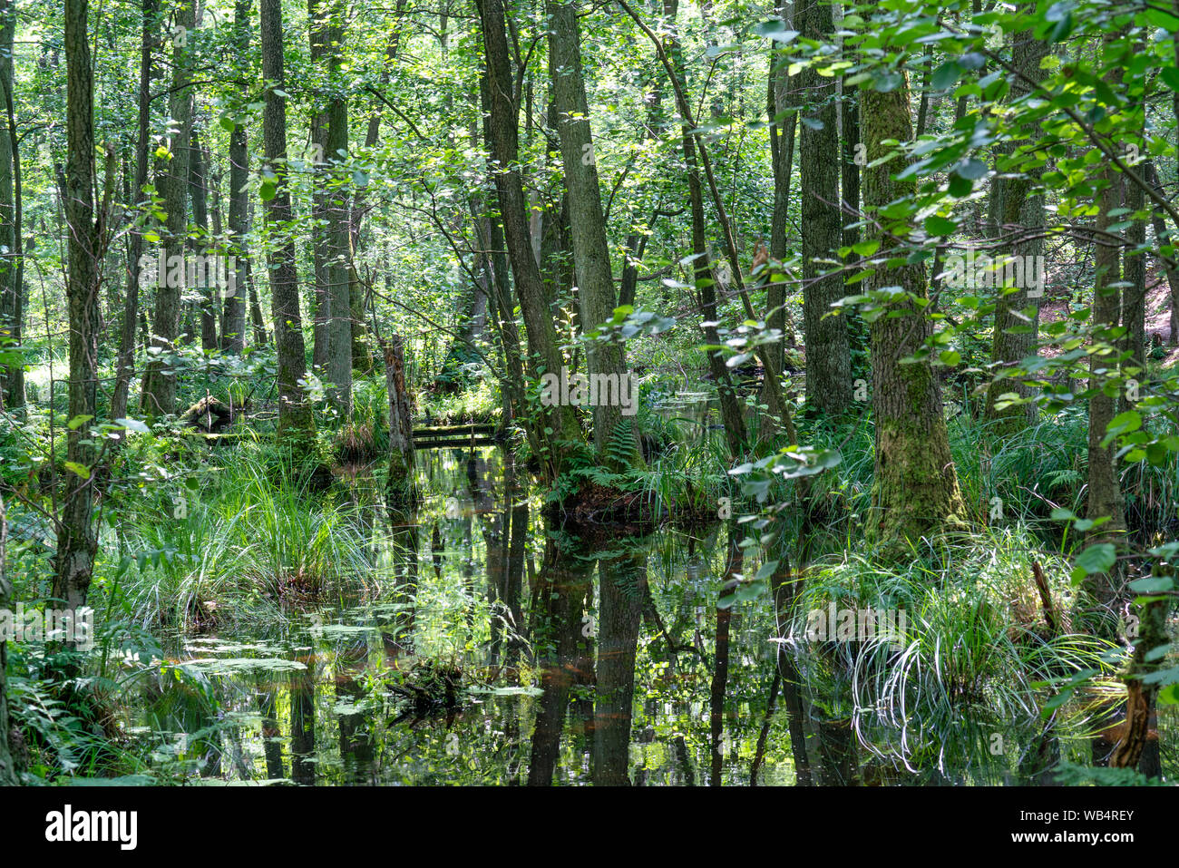 Trees standing in water in a german swamp area - Briesetal north of ...