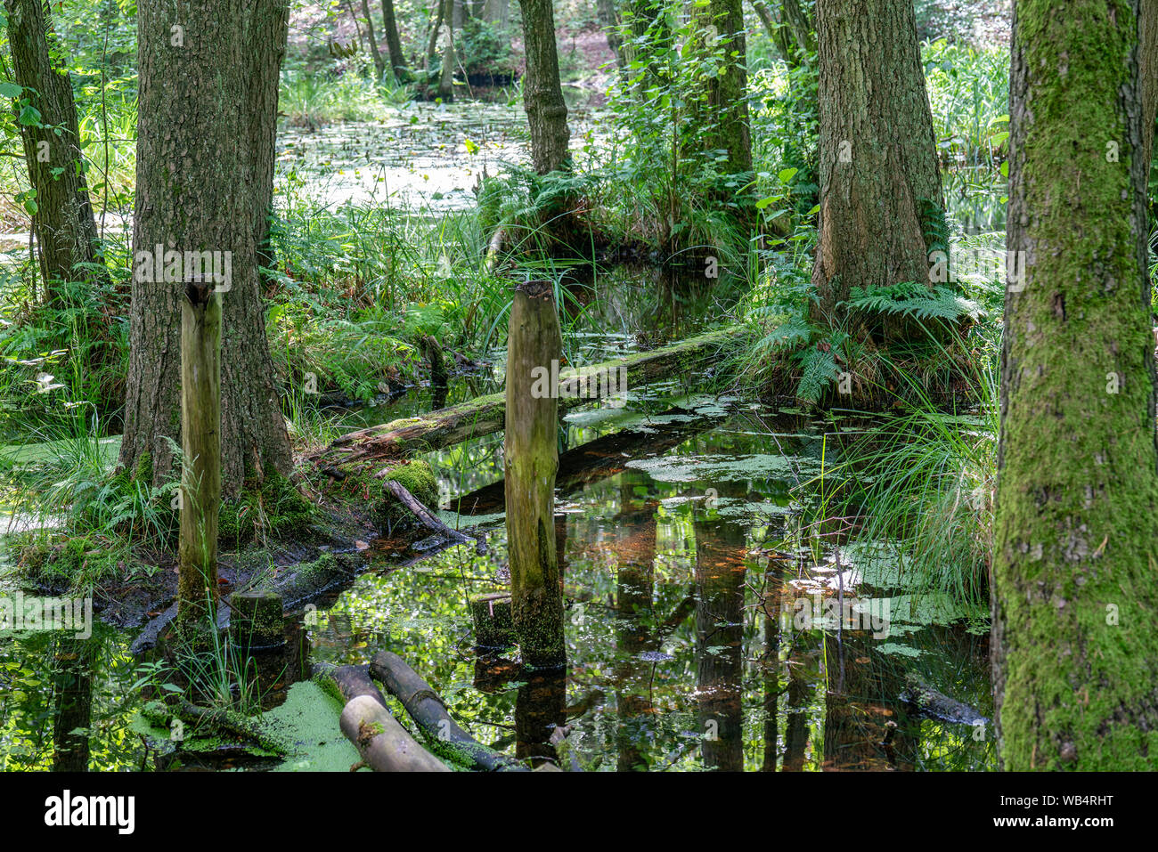 Primeval swamp hi-res stock photography and images - Alamy