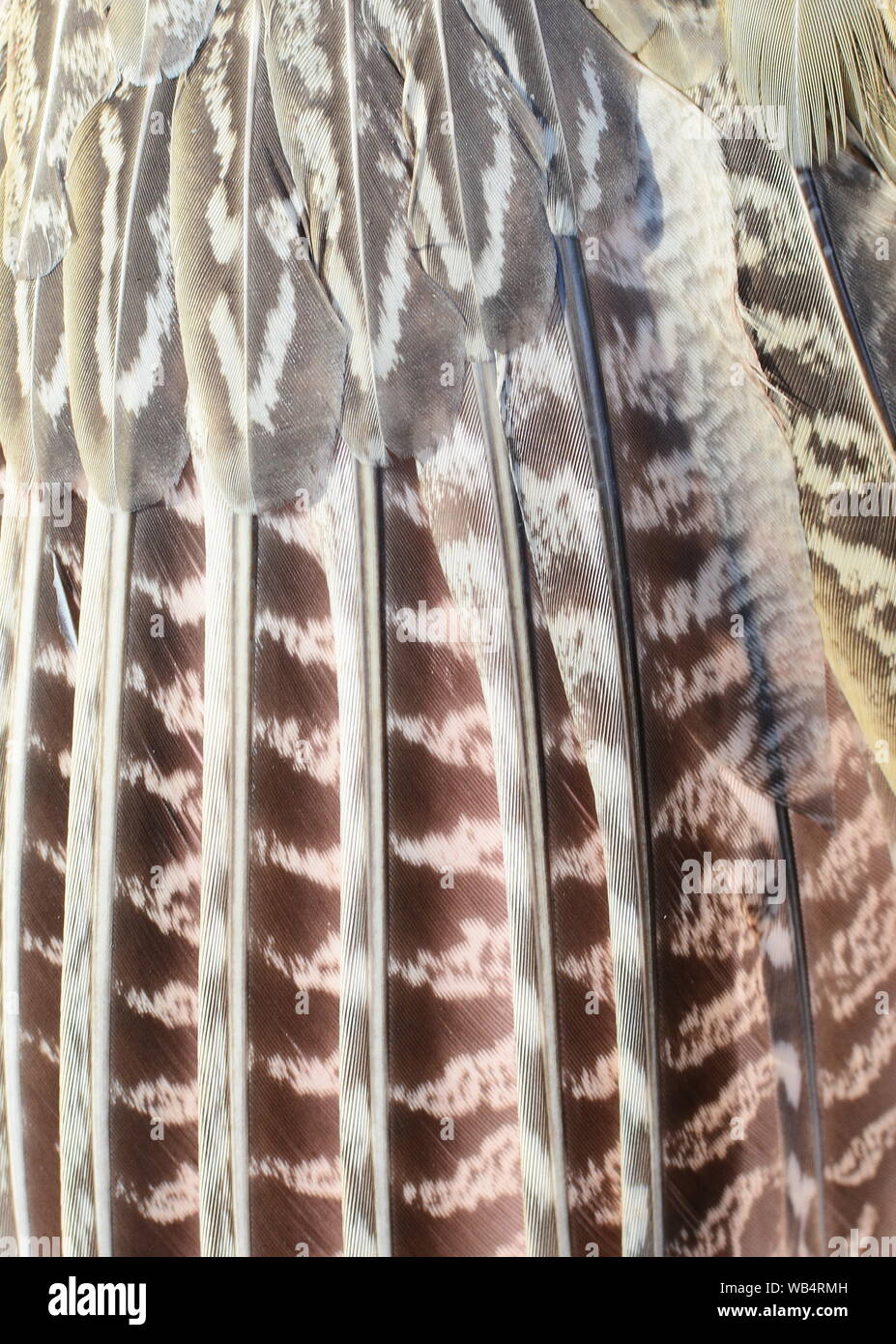 Texture pheasant feather. Pheasant wing Stock Photo - Alamy