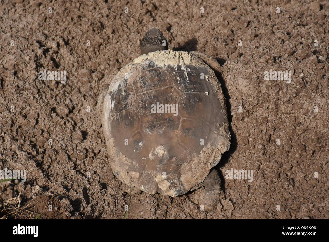 This wildlife photo of a Wild Gopher Tortoise was taken after it moved ...