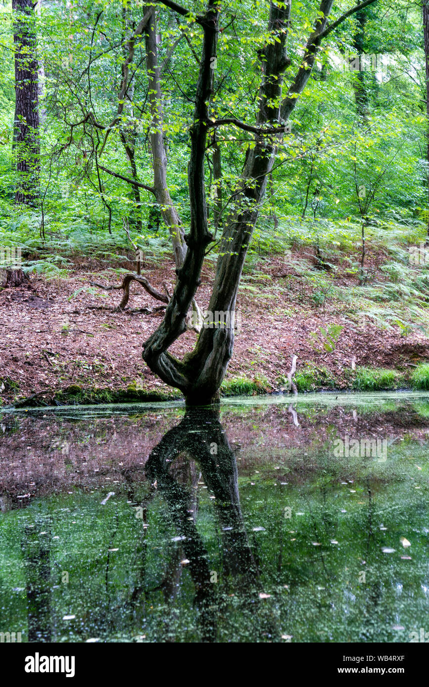 Trees standing in water in a german swamp area - Briesetal north of ...