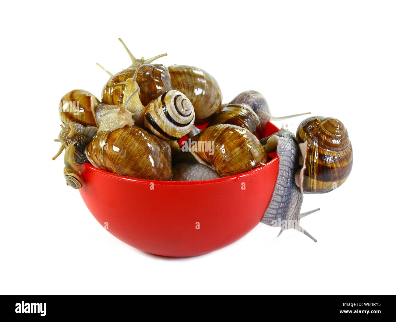 A Bowl full of snails isolated on white Stock Photo - Alamy