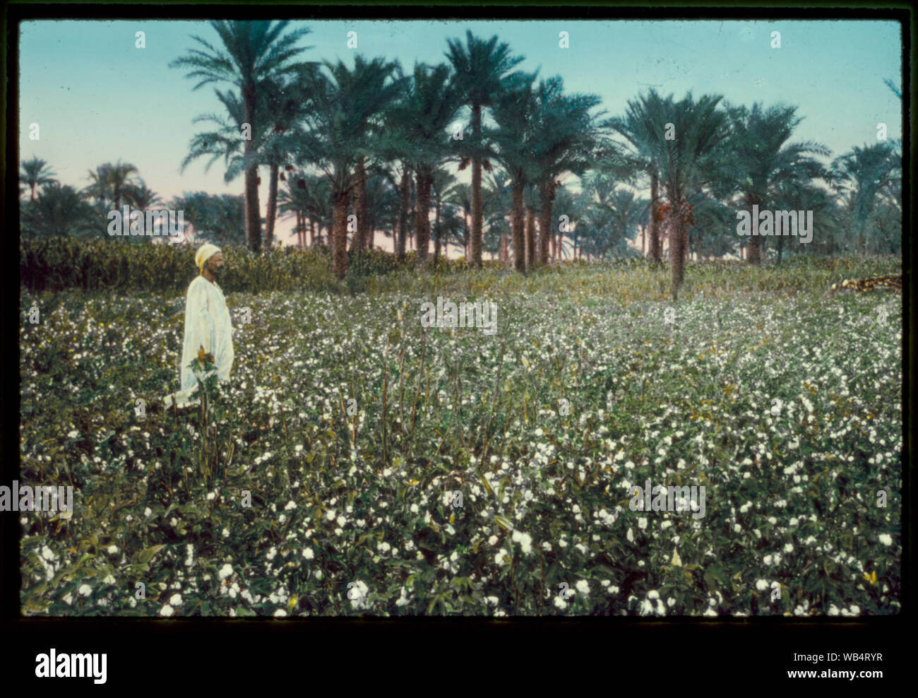 Egypt. Agriculture. An Egyptian cotton field Abstract/medium: G. Eric ...