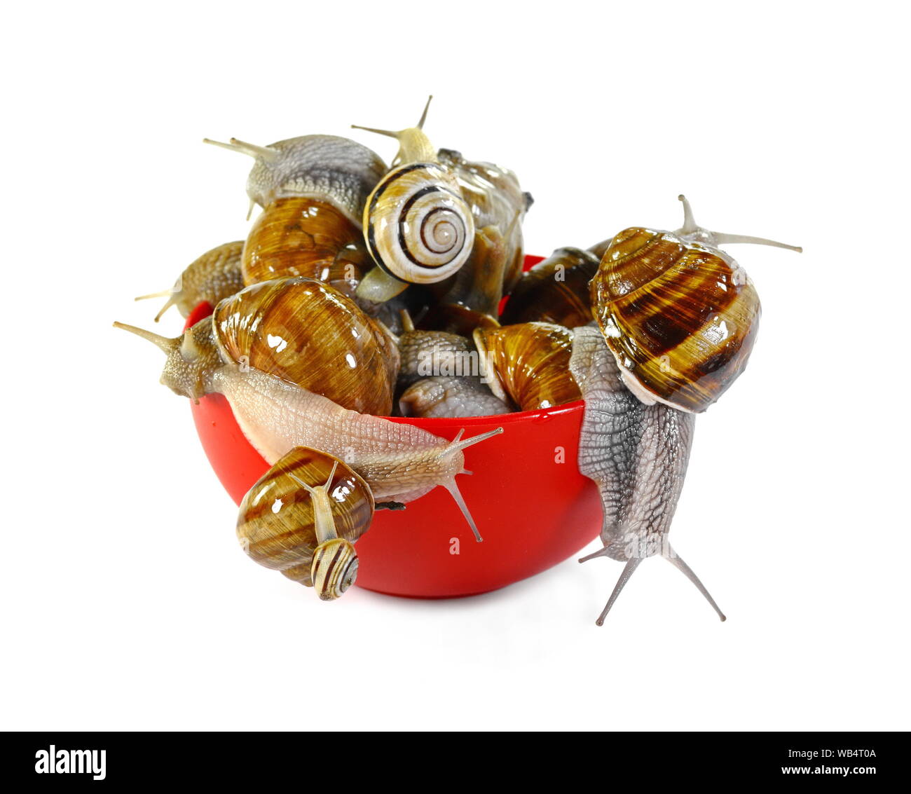 Full gastropod Cut Out Stock Images & Pictures - Alamy