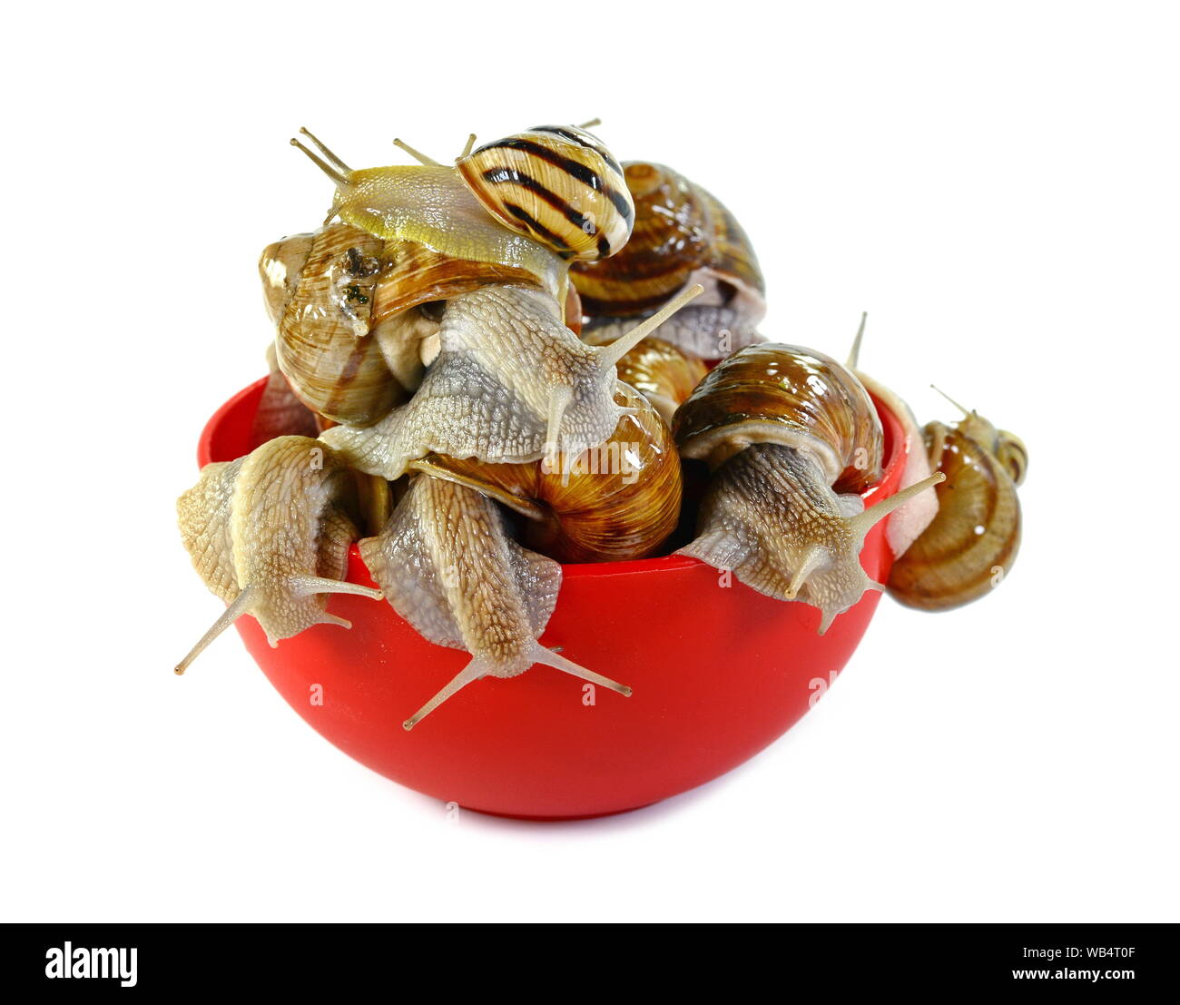 A Bowl full of snails isolated on white Stock Photo - Alamy