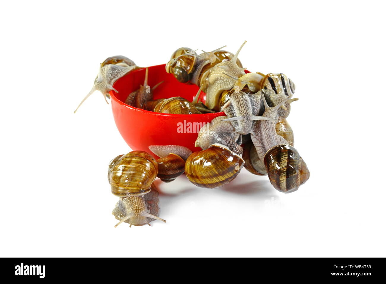 A Bowl full of snails isolated on white Stock Photo - Alamy