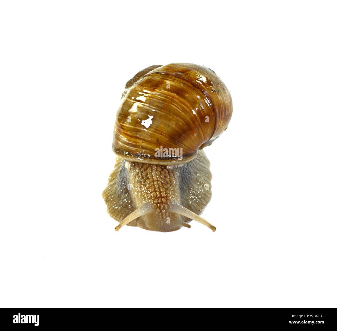 garden snail on white Stock Photo - Alamy