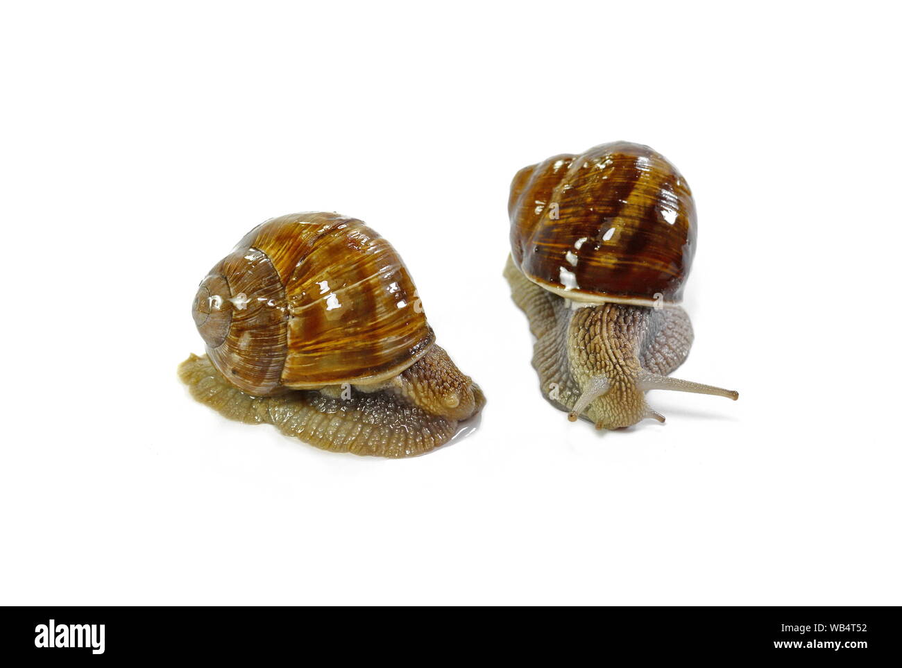 Two snails isolated on white background Stock Photo - Alamy