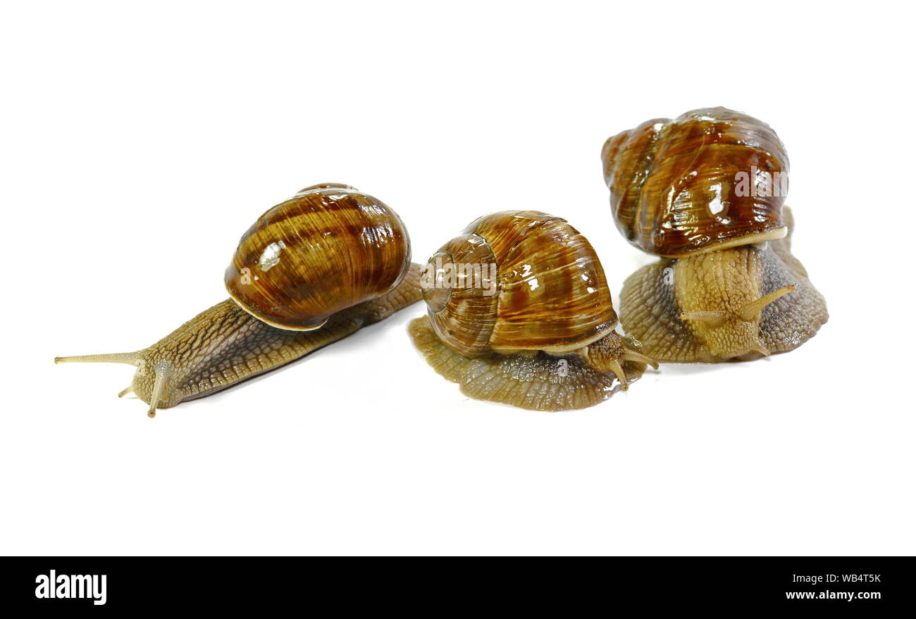 snails isolated on white background Stock Photo - Alamy