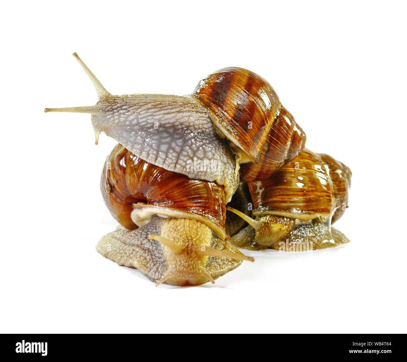 snails isolated on white background Stock Photo - Alamy