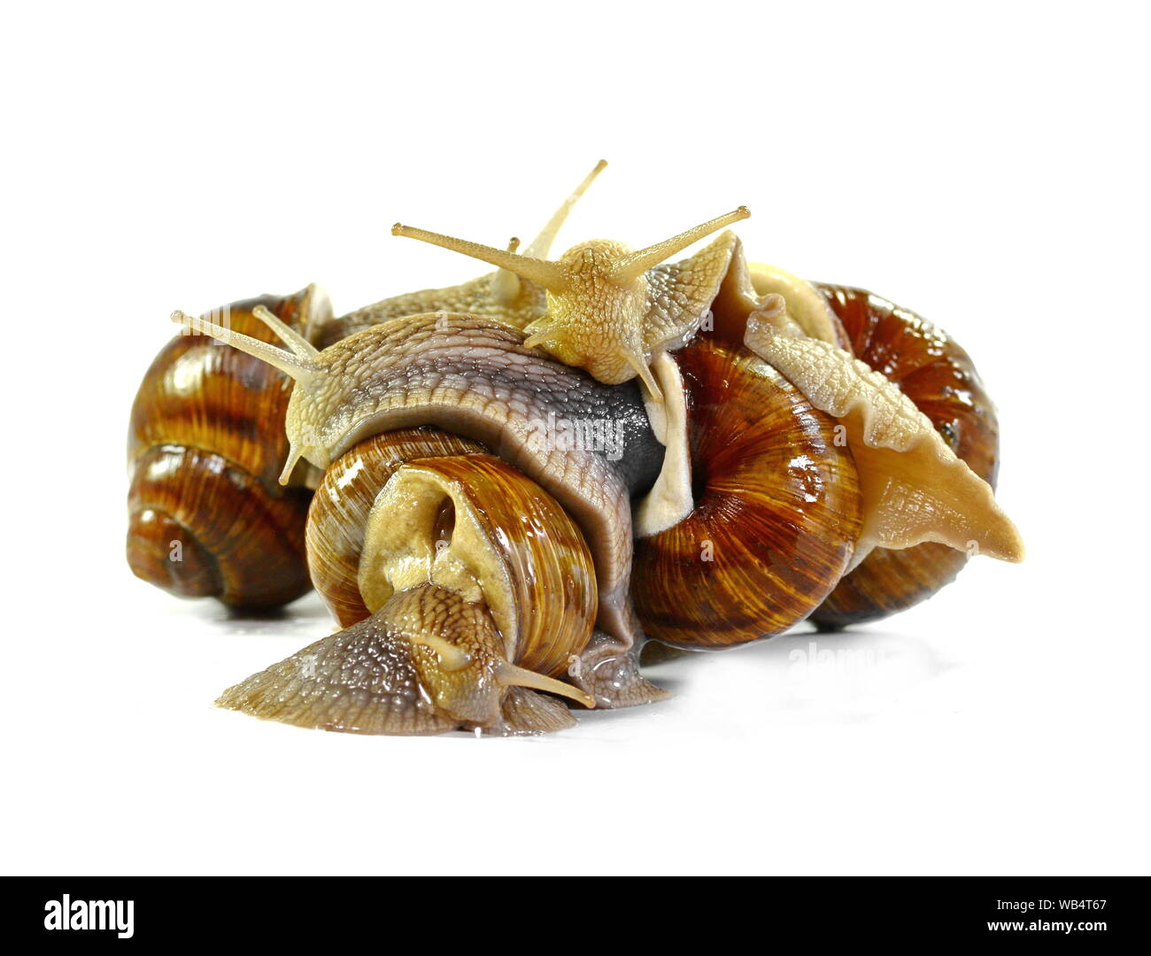 snails isolated on white background Stock Photo - Alamy