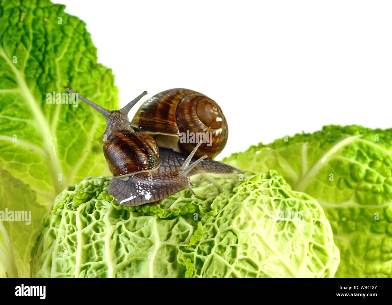 Savoy cabbage isolated on white, snails an cabbage Stock Photo - Alamy
