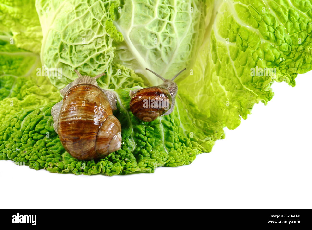 Savoy cabbage isolated on white, snails an cabbage Stock Photo - Alamy