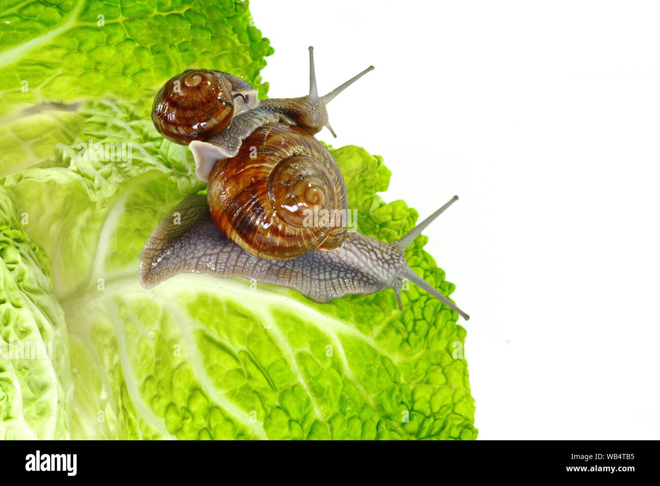 Savoy cabbage isolated on white, snails an cabbage Stock Photo - Alamy