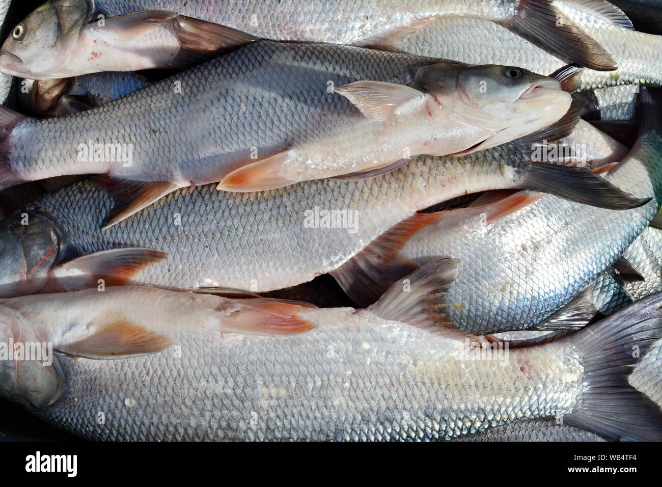 Fresh fishes in a market. Close up of fish on display in a fish market ...