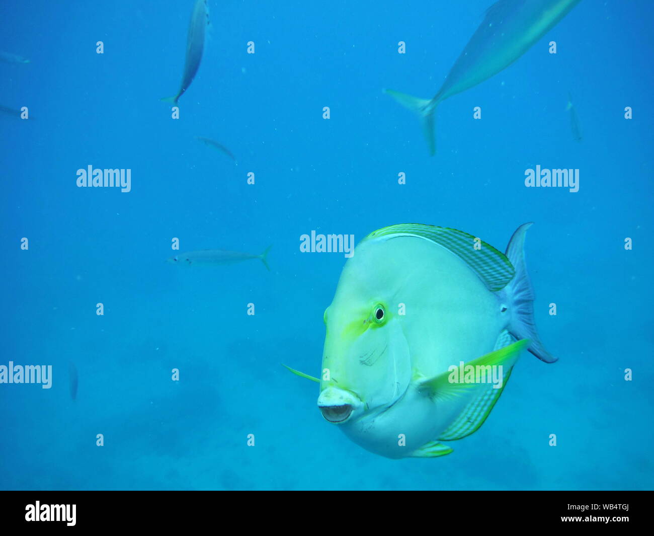 Blue see and Tropical Fish. Underwater shut Stock Photo - Alamy