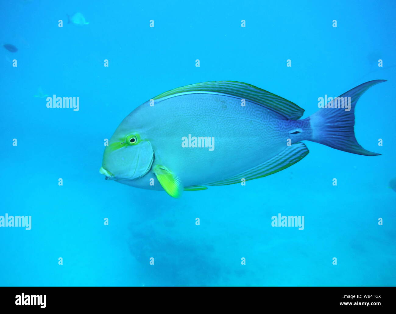 Blue see and Tropical Fish. Underwater shut Stock Photo - Alamy