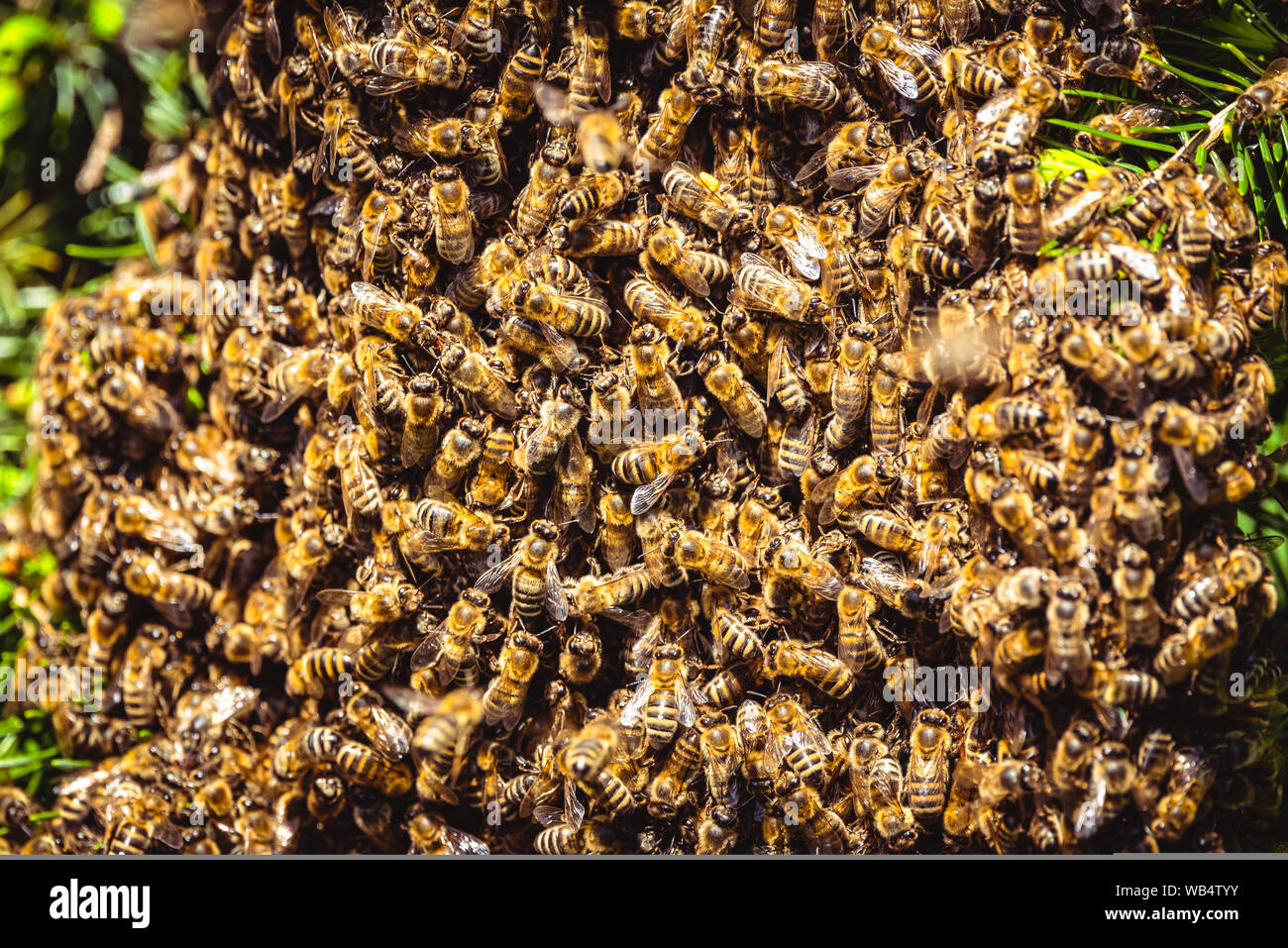 A swarm of European honey bees clinging to a bee queen on a bush Stock ...