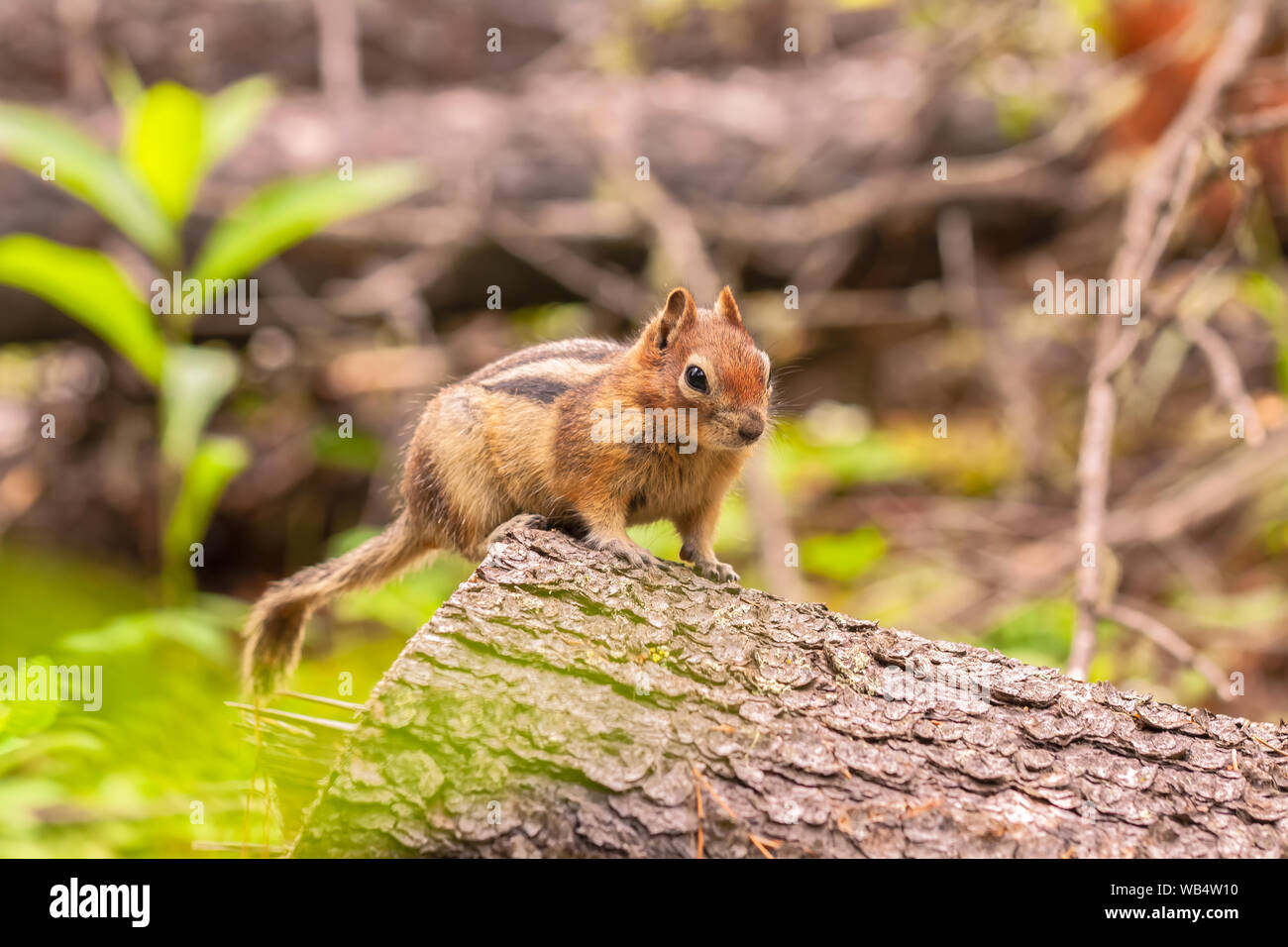 Native canadian family hi-res stock photography and images - Alamy
