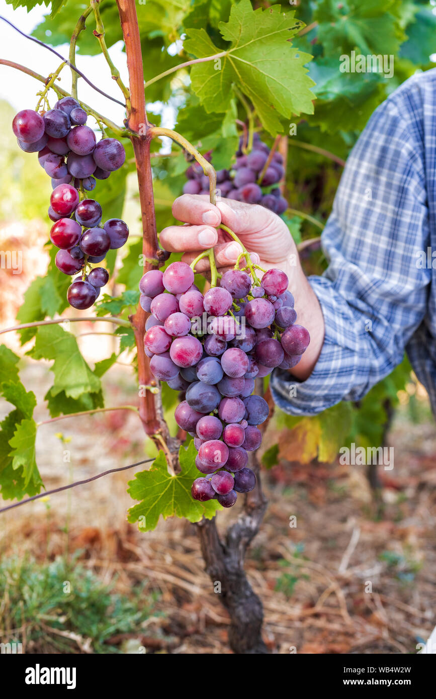 Man eating grapes in vineyard hi-res stock photography and images - Alamy