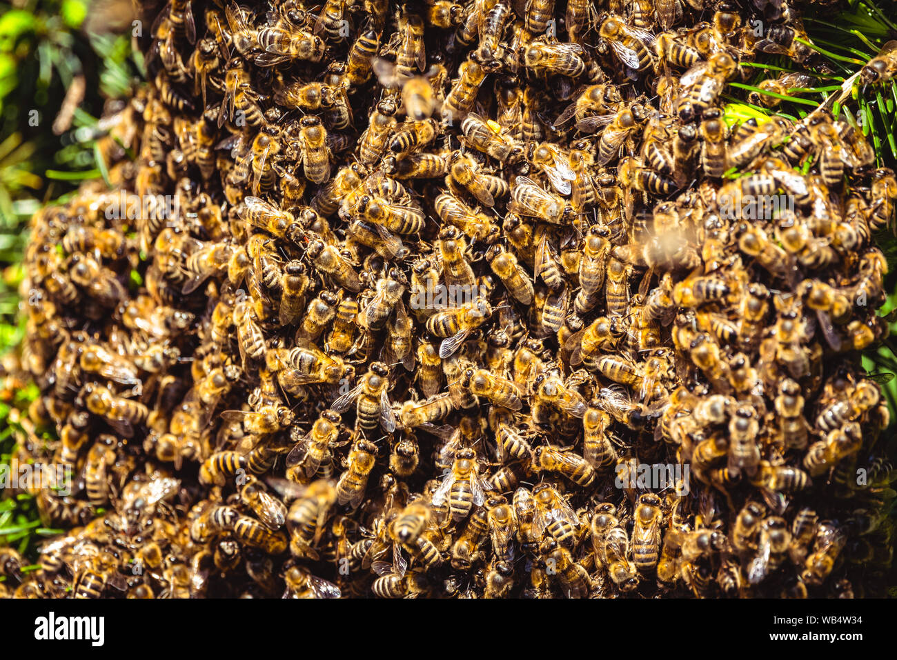 A swarm of European honey bees clinging to a bee queen on a bush Stock ...