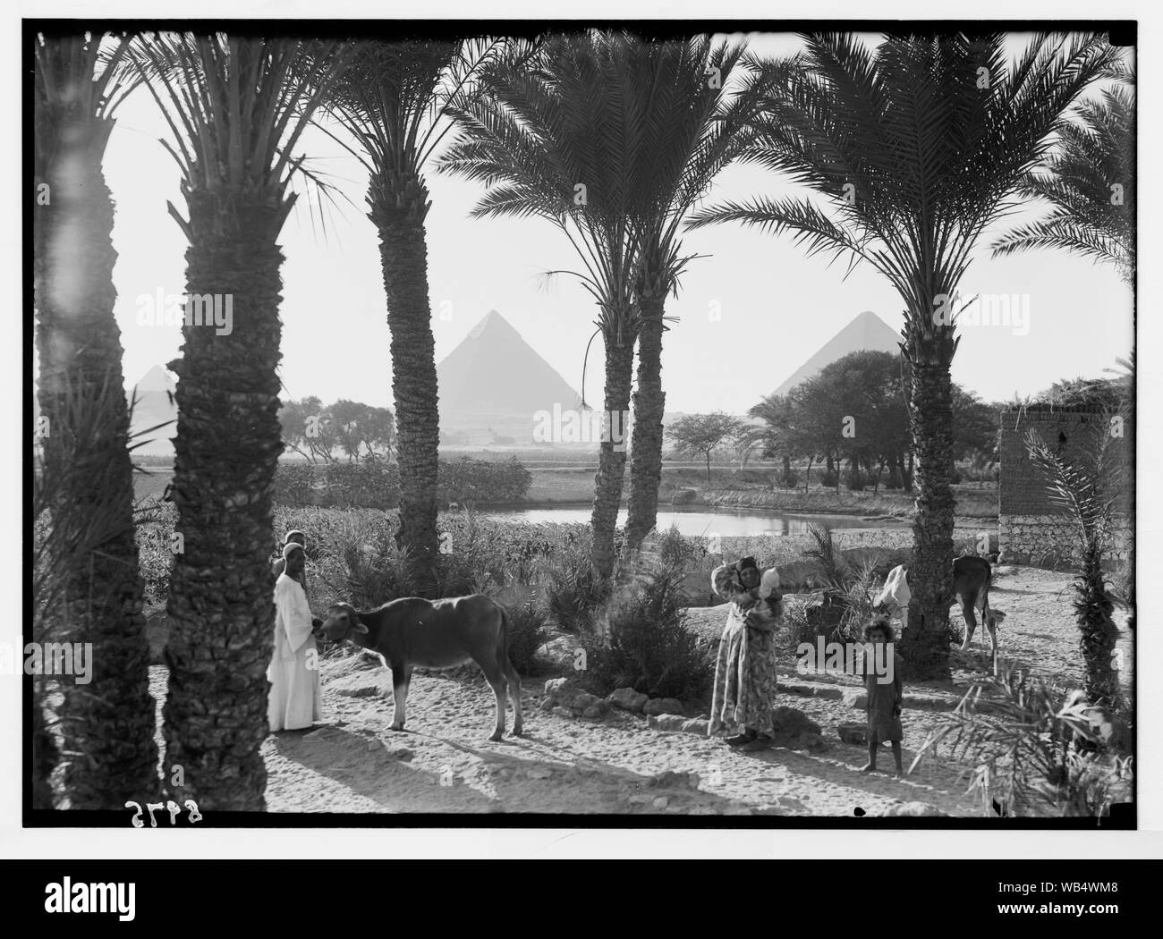 Egypt. Types & agriculture. Corn fields & palmgrove (pyramids seen thro ...