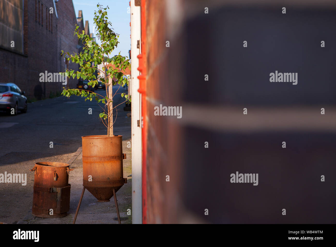Birch tree planted in a rusty metal barrel. Ecology, pollution or ...