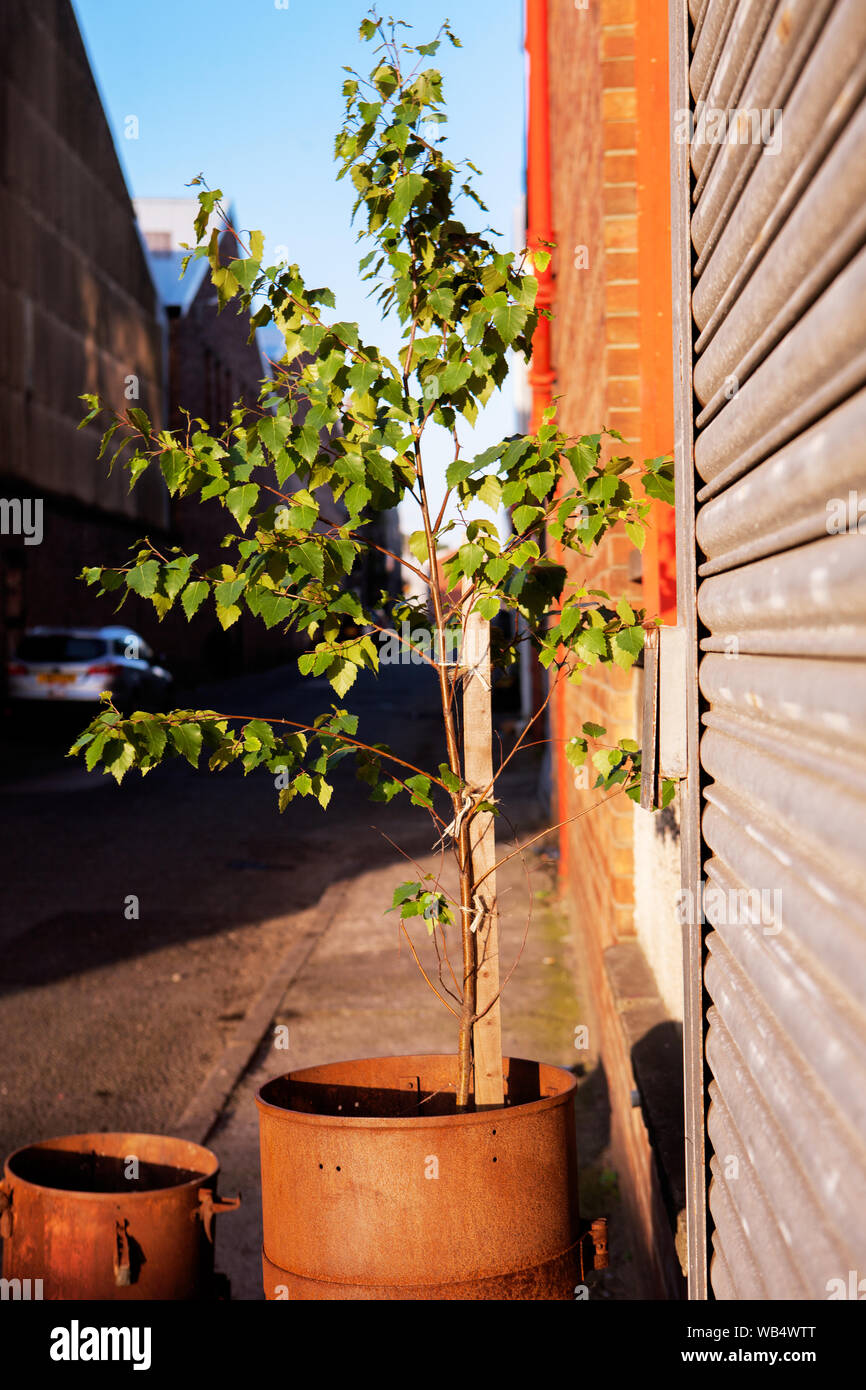 Birch tree planted in a rusty metal barrel. Ecology, pollution or ...