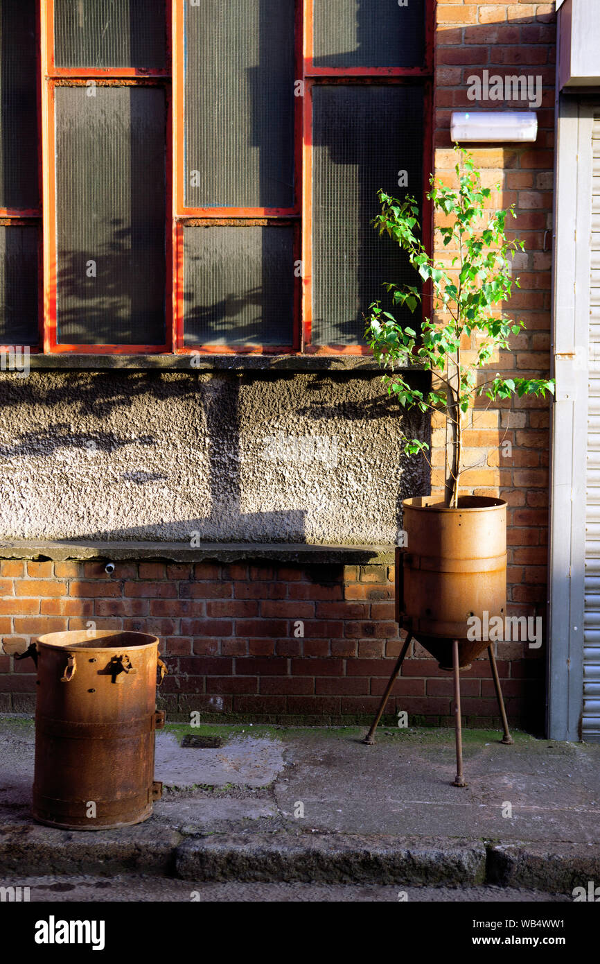 Birch tree planted in a rusty metal barrel. Ecology, pollution or ...