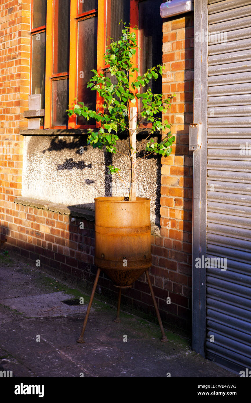 Birch tree planted in a rusty metal barrel. Ecology, pollution or ...