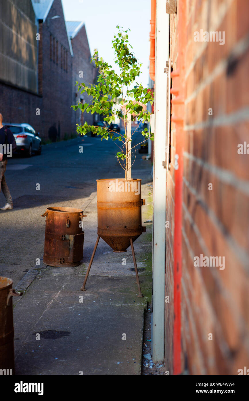 Birch tree planted in a rusty metal barrel. Ecology, pollution or ...
