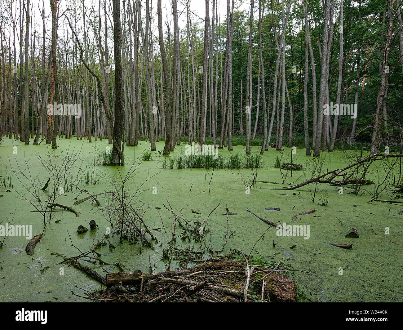 Trees standing in water full of duckweed (lemna minor) in a german ...