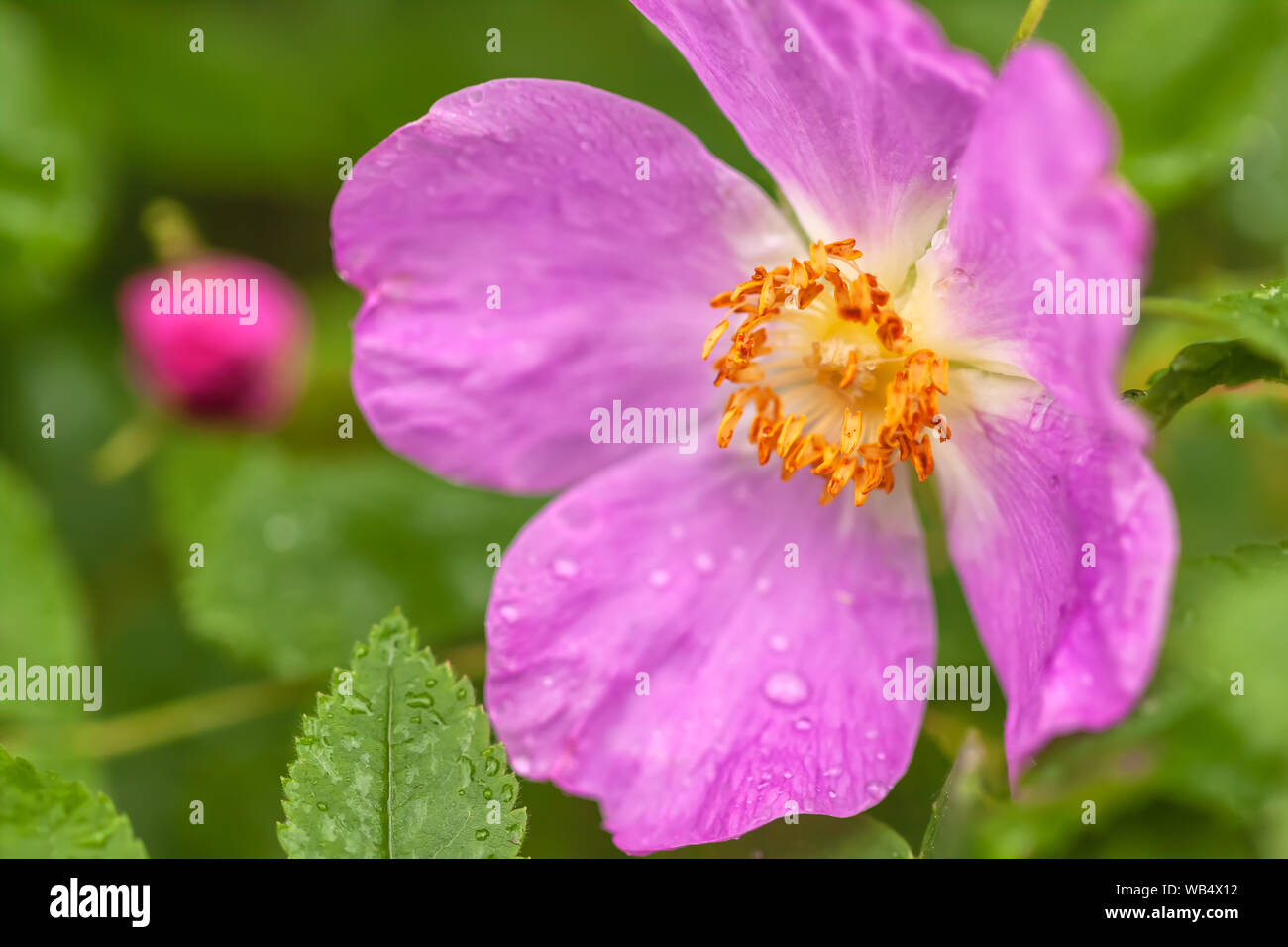 Prickly rose hi-res stock photography and images - Alamy